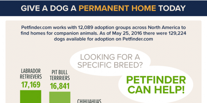 Pet Adoption: The Numbers Behind the Need | Infographic Portal