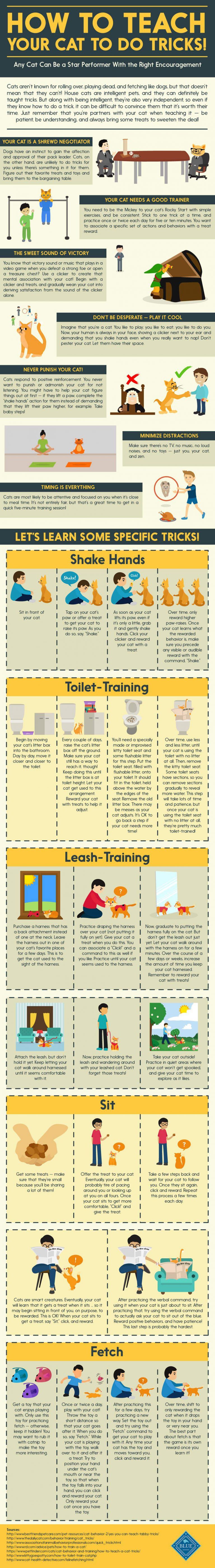 Cat Training Tips (for Real and Not Quite) | Infographic Portal
