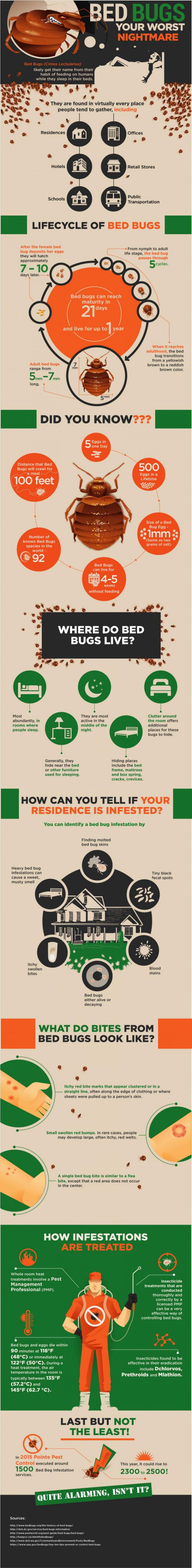 Bed Bugs, Your Worst Nightmare | Infographic Portal