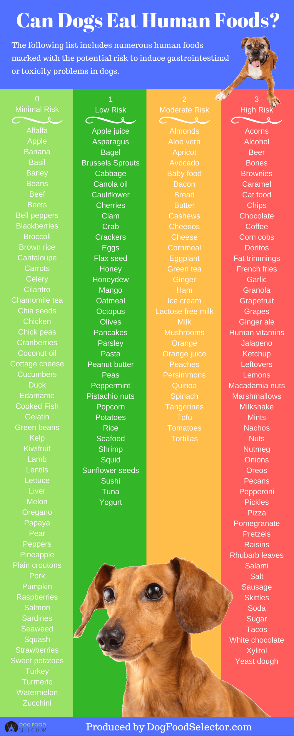 Can Dogs Eat Human Foods Infographic Portal