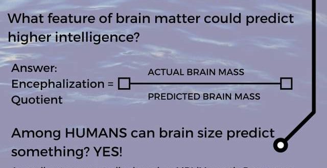 Does Brain Size Matter | Infographic Portal