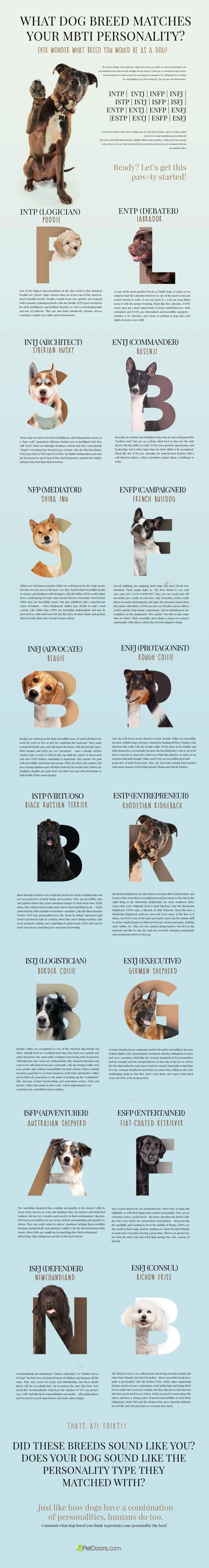 What Dog Breed Matches Your MBTI Personality? | Infographic Portal
