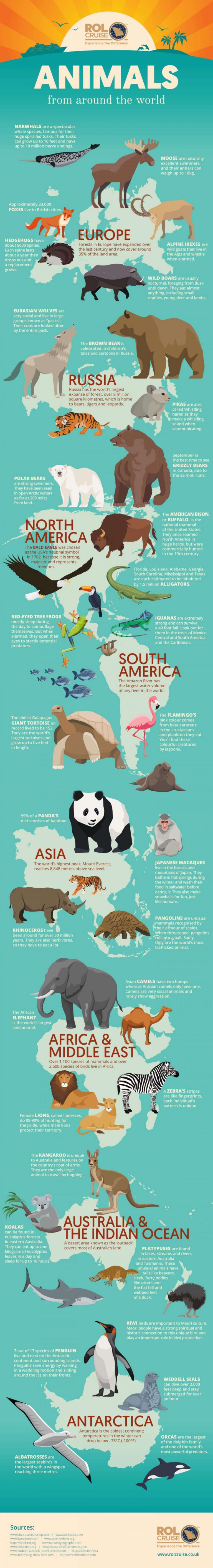 Animals From Around The World | Infographic Portal