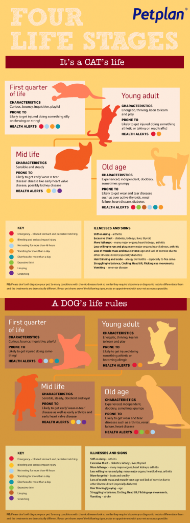 Four Life Stages in the Life of a Cat and Dog | Infographic Portal