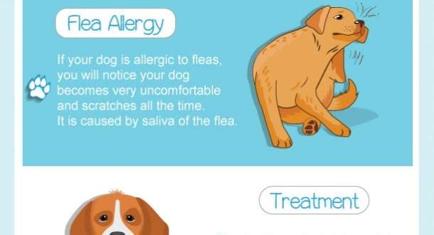 Understanding Allergies in Dogs & Their Treatments | Infographic Portal