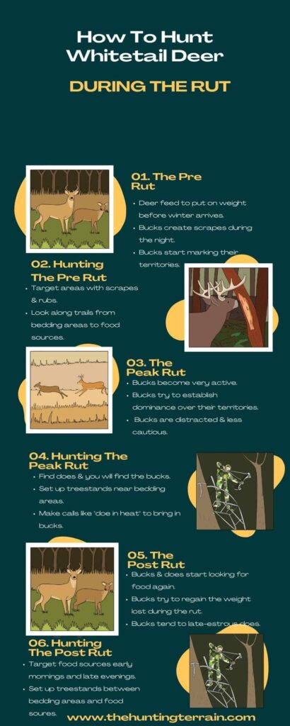 How To Hunt Whitetail Deer During The Rut - Infographic Portal